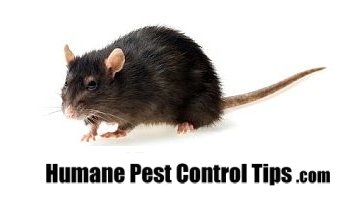 Humane Pest Control Tips